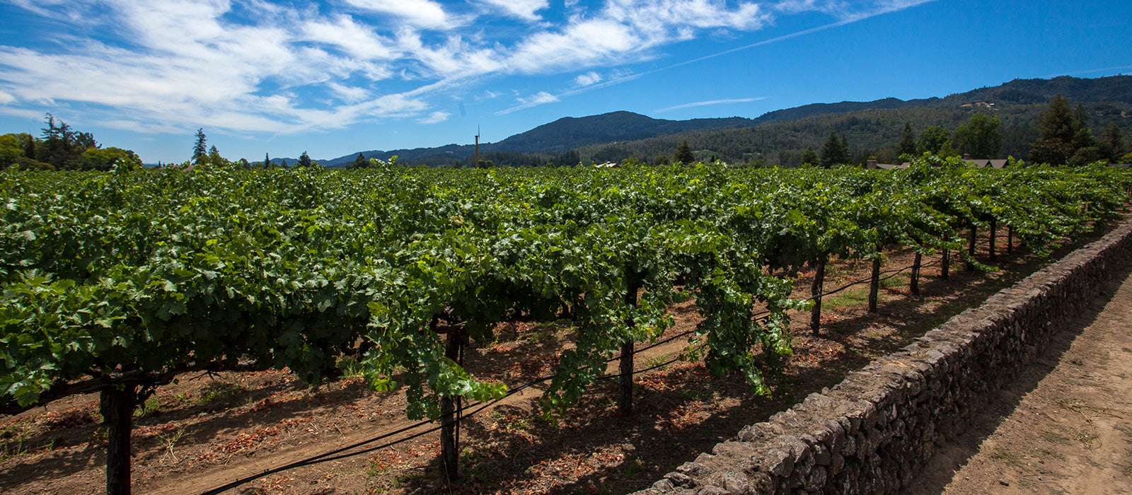 Whitehall Lane – The California Wine Club